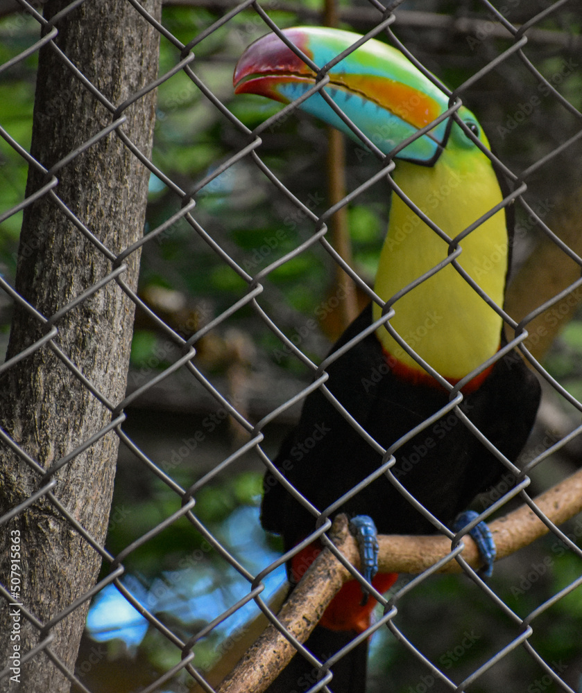 ave, ramphastidae, pico, animal, tropical, inhospitalario, naturaleza ...