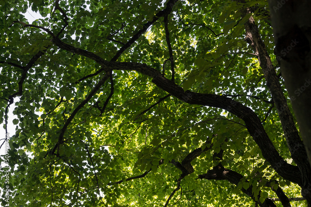 Picture of leafy tree creating shade with its branches. Adobe RGB color ...