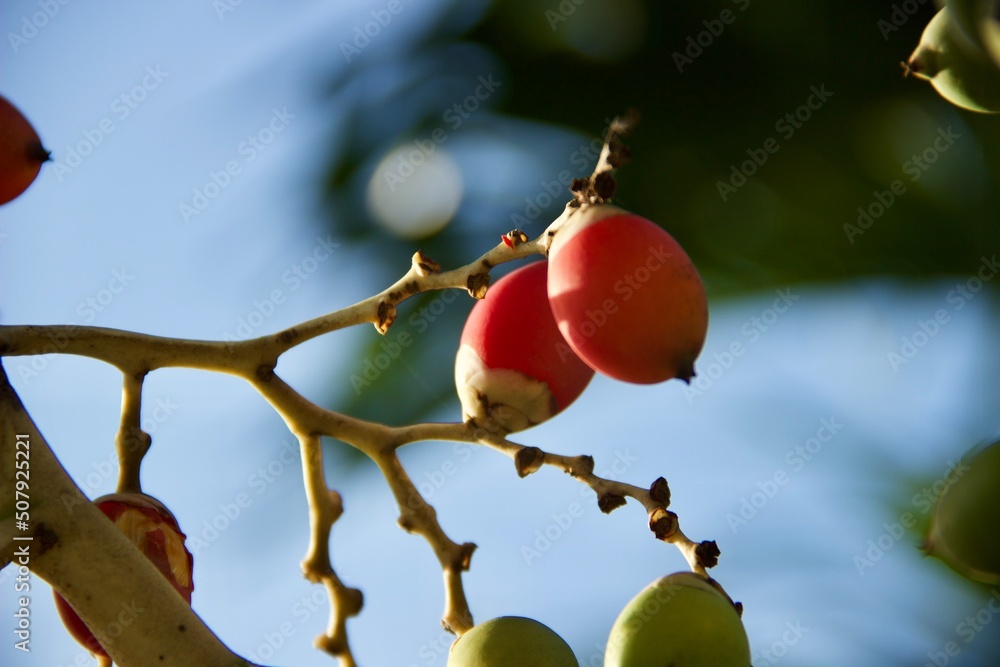 Jerivá - Frutos da Palmeira - Jeriva palm tree and fruits (Syagrus ...