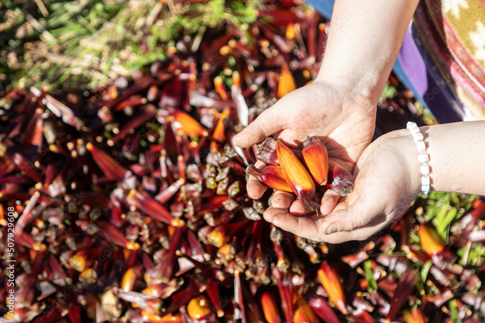 Hands harvesting pine nuts (pinhão), the seeds of the South American ...