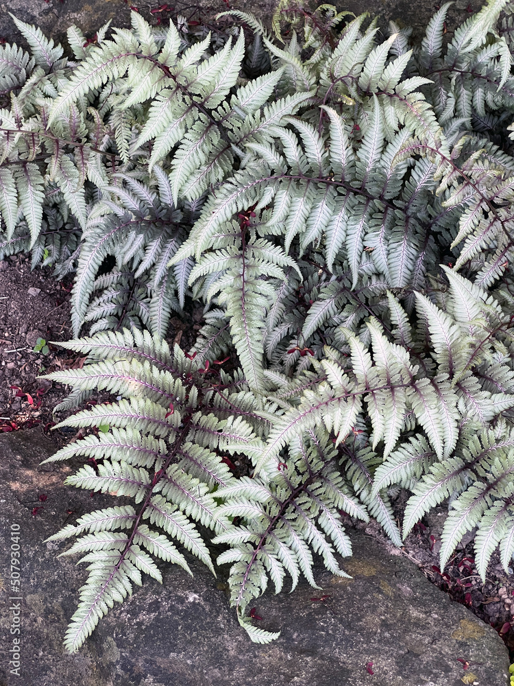 Japanese painted fern aka Athyrium niponicum Pictum is a textural ...
