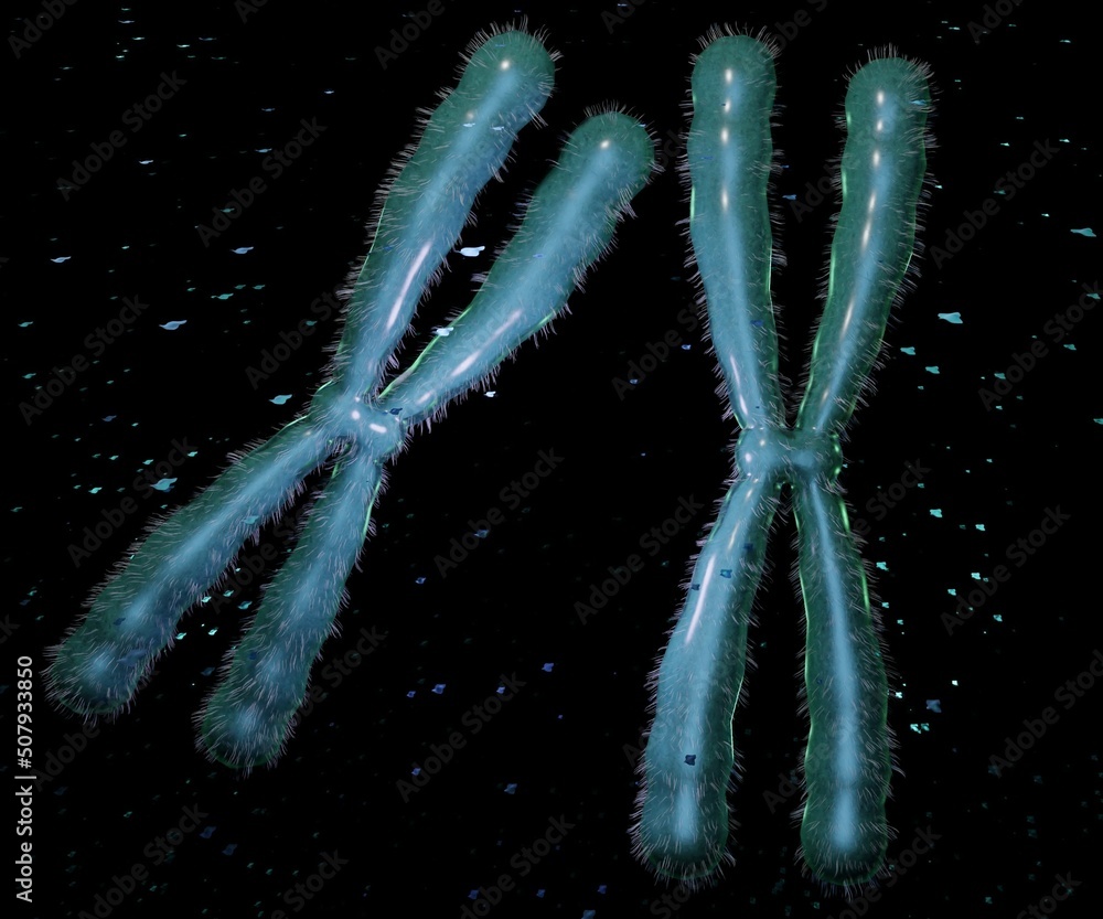 The X Chromosome is one of the two sex chromosomes in humans 3d ...