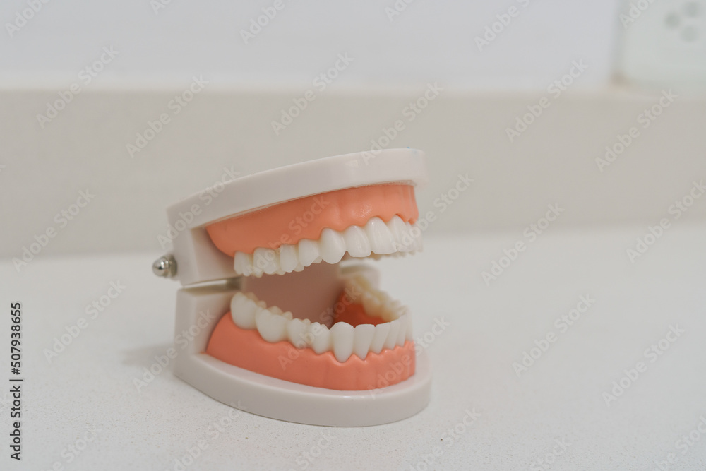 Modeled denture, dental article for teaching aids, details of teeth ...