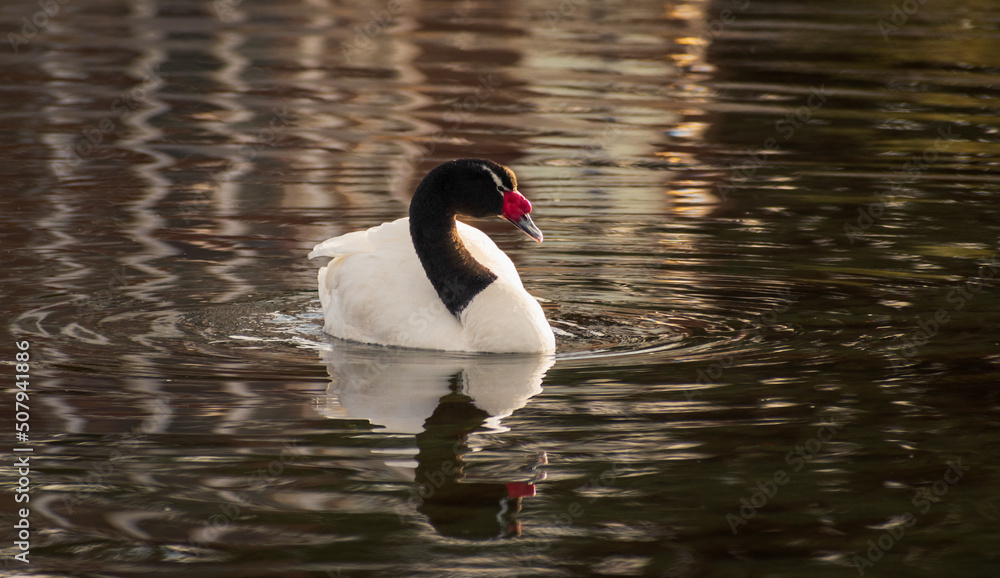 cisne cuello negro nadando en aguas marítimas de la Patagonia, cisne de ...