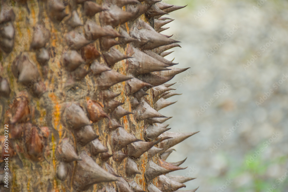 The sharp thorns of trees and bokeh in Chatuchak Park, Bangkok. Stock ...