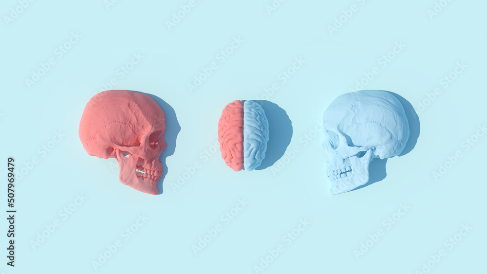 Human Skull Brain Pale Pastel Blue Red Mind Concept Background Image 3d ...
