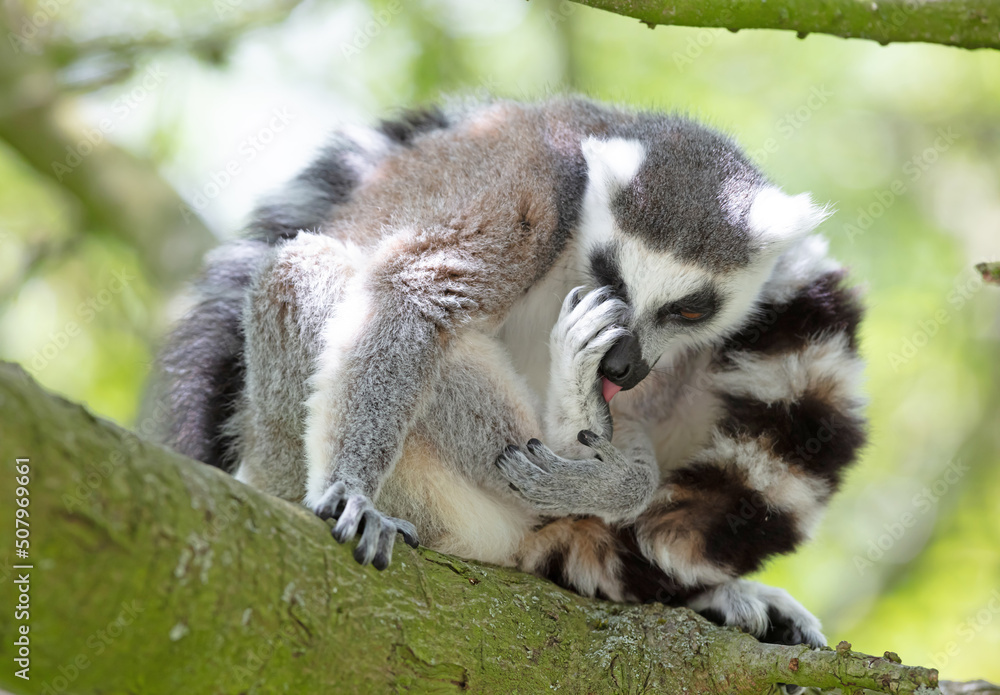 Maki from Afrika (Madagascar) in natural habitat, in a tree Stock Photo ...