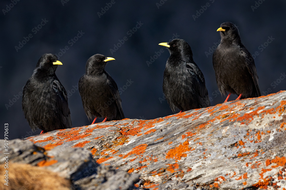 Bird in Alp, Switzerland Alpine Chough, Pyrrhocorax graculus, black ...