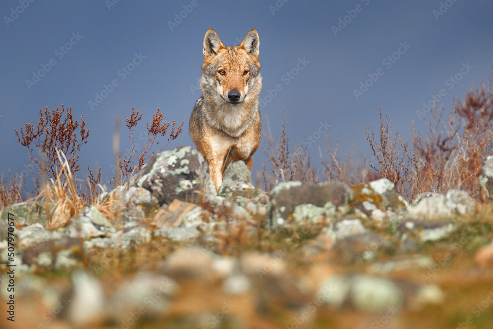 Wolf, Canis lupus, in Wild nature, Eastern Rhodopes mountain, Bulgaria ...