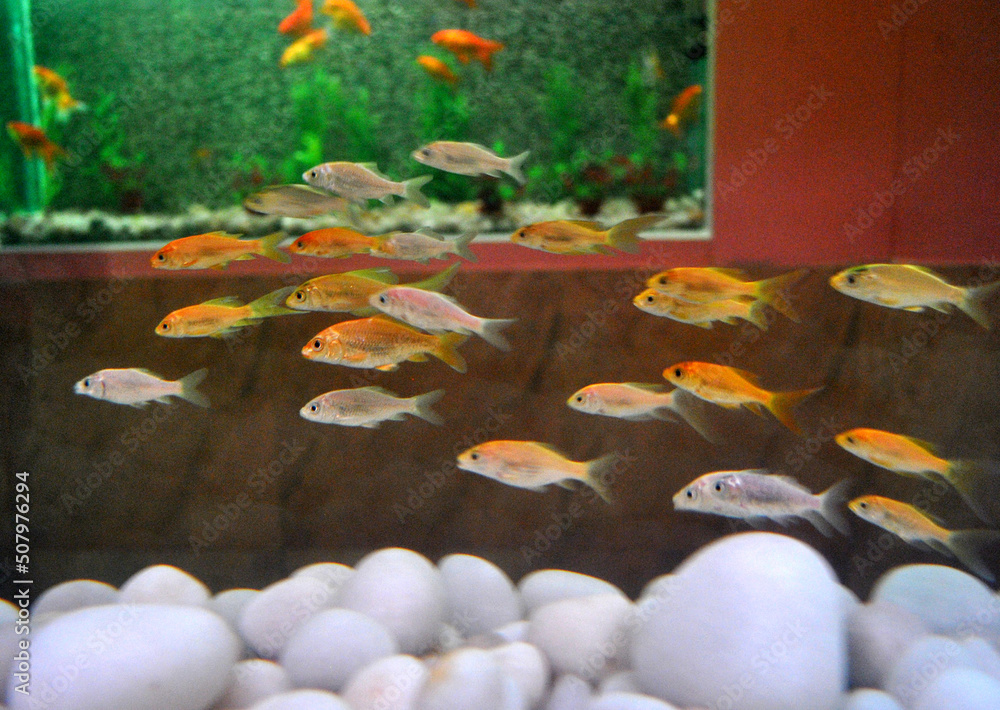 Variety of fishes enjoying their aqua life inside giant aquarium at PS ...