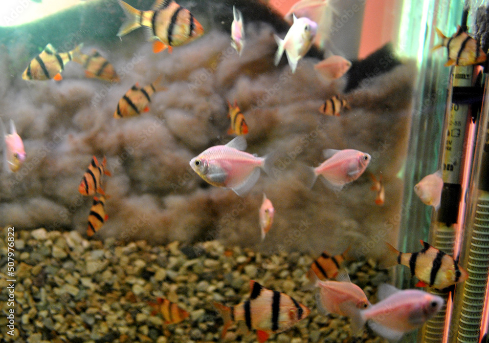 Variety of fishes enjoying their aqua life inside giant aquarium at PS ...