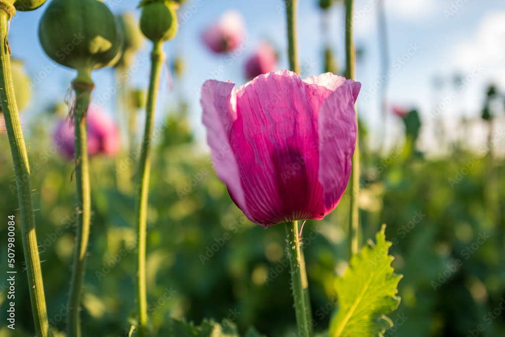 poppy, opium poppy, Stock Photo | Adobe Stock