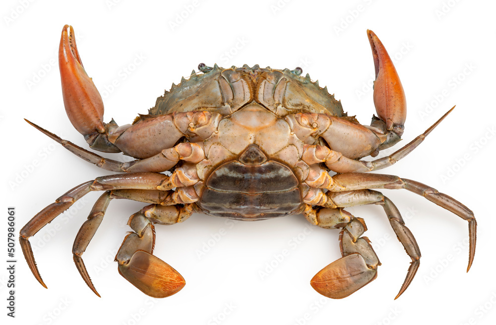 Raw Female Black Crab isolated on white background, Fresh Raw mud crab ...