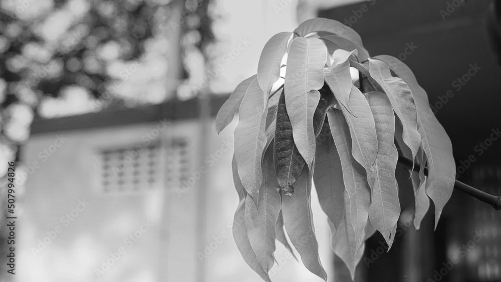 Saraca asoca or Ashoka tree is a plant belonging to the Detarioideae ...