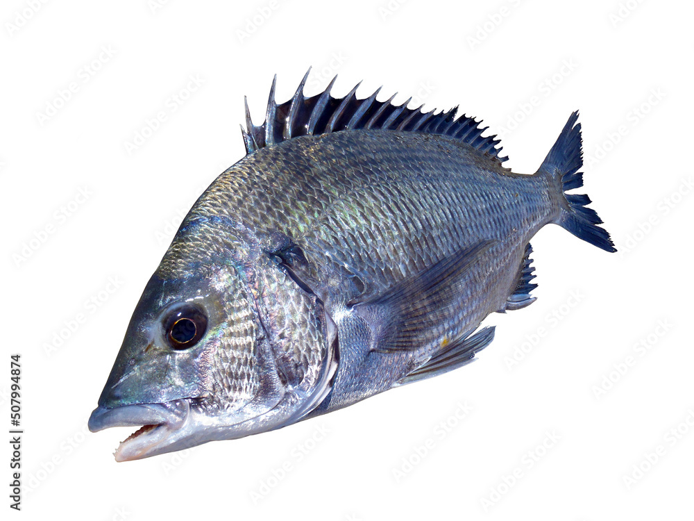 Japanese most popular fishing saltwater fishing target fish “Black sea ...