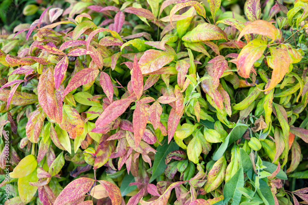 Raspberry plant with yellow leaves, and green veins. Nutrient ...