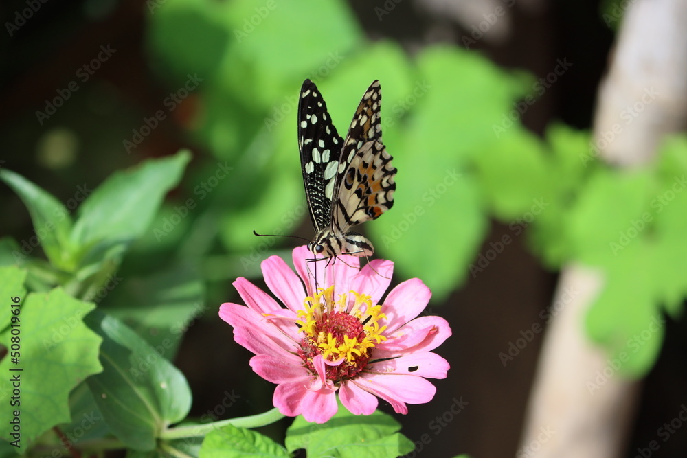 Papilio demoleus is a common and widespread swallowtail butterfly. The ...