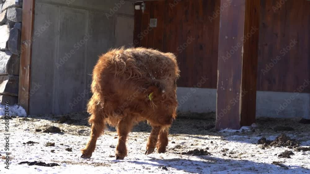 Hairy red male calf of scottish highland cattle standing in the sun and ...