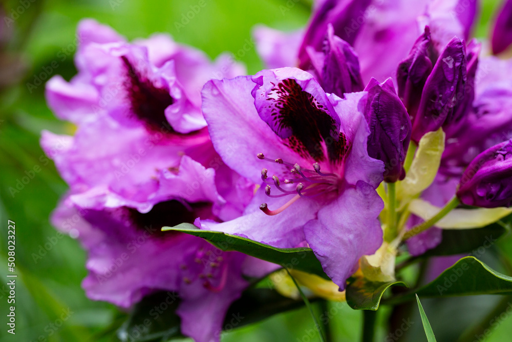 Close up on the purple flowers of azalea japonica Konigstein - japanese ...
