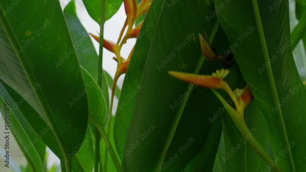 A beautiful tropical Strelitzia plant with bright red-orange flowers ...
