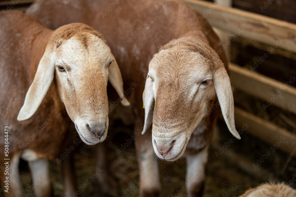 Goat, a domestic animal, a species of artiodactyls from the genus of ...