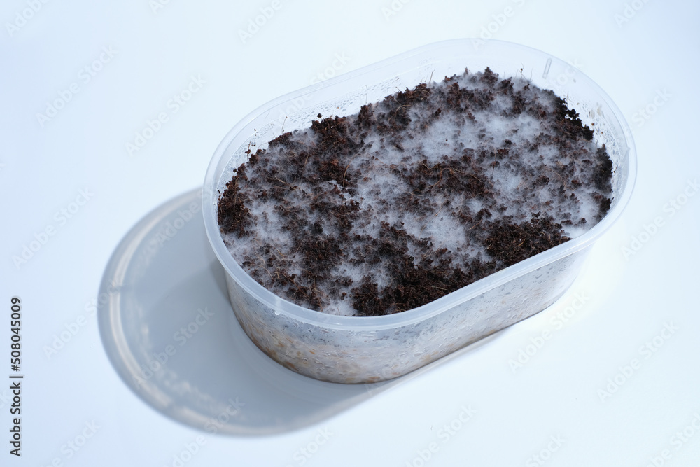 Mycelium. Psychedelic magic mushrooms growing at home, cultivation of ...