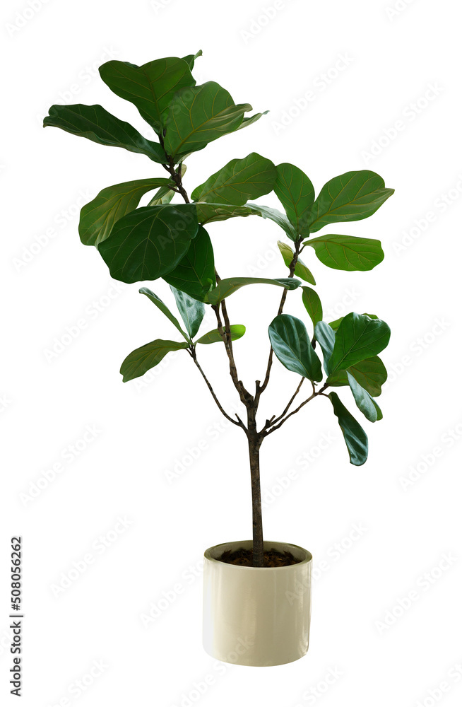 Green leaves tropical houseplant fiddle-leaf fig tree (Ficus lyrata) in ...