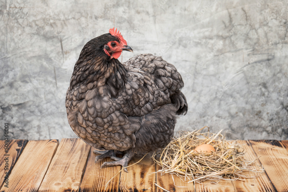 Laying hens Blue australorp chicken with an egg in a straw on a wooden ...