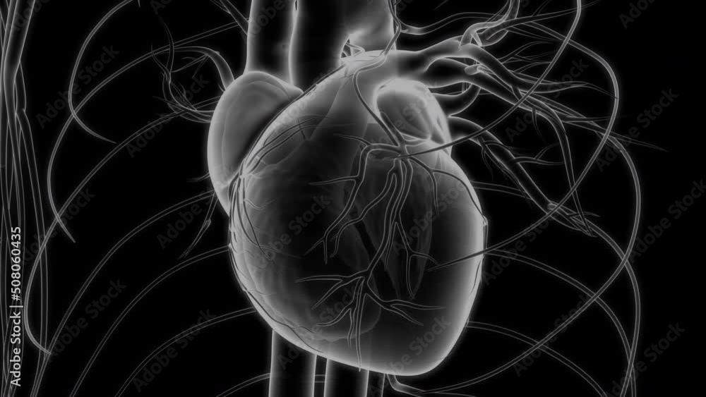Human Circulatory System Heart Beat Anatomy Animation Concept Stock ...