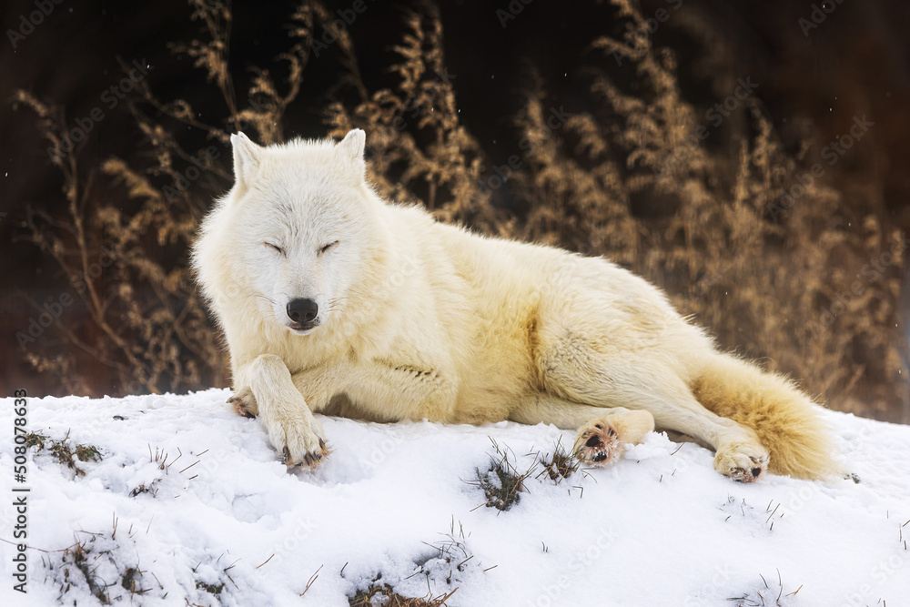 male Arctic wolf (Canis lupus arctos) just lying down and resting with ...