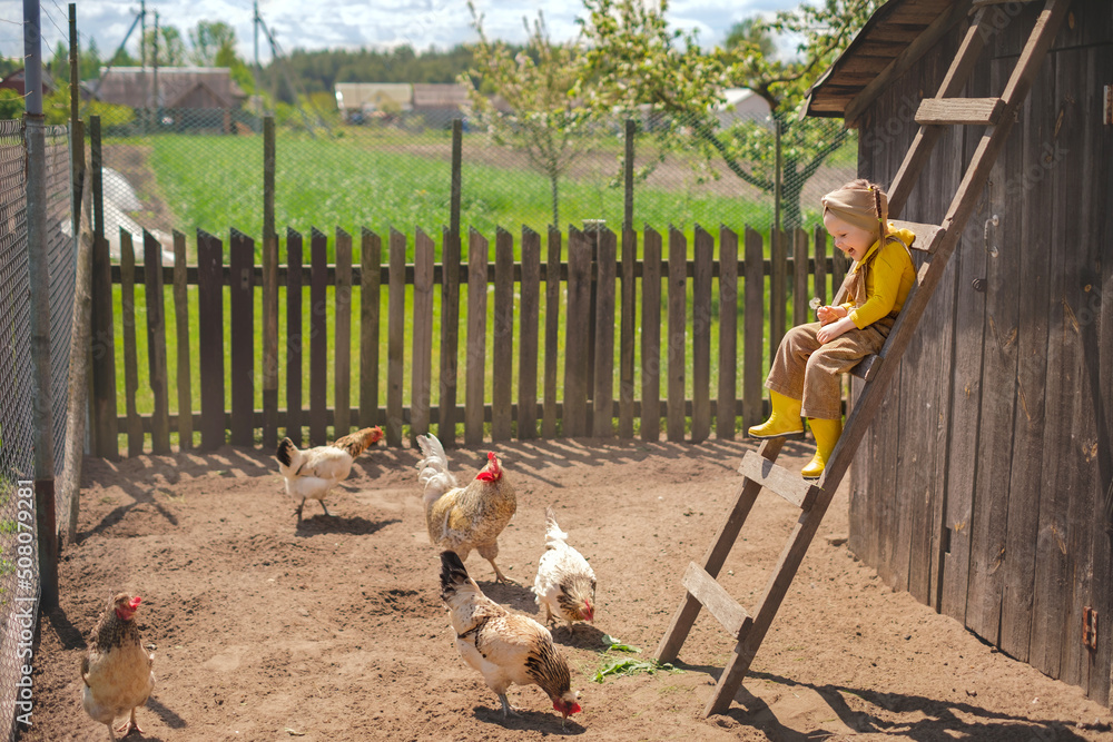 Child feeds poultry with fresh grass from a bucket. Life in the village ...