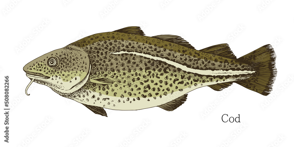Cod fish hand drawn realistic illustration Stock Vector | Adobe Stock