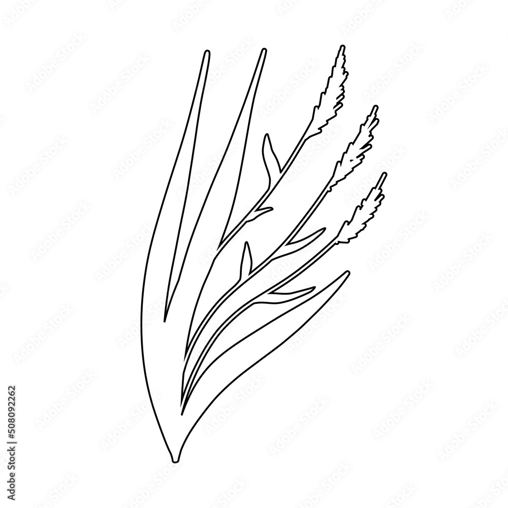 Reed Grass Outline Sketch. Hand drawn Reeds illustration. Vector ...