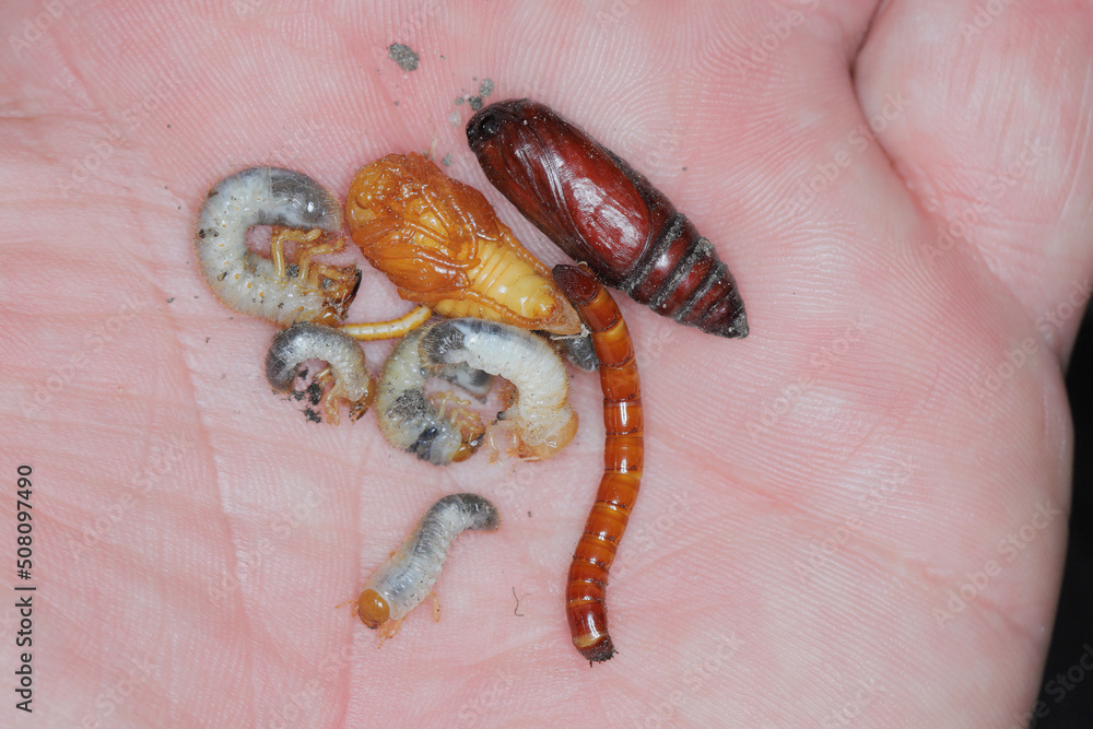 Wireworms, grubs and pupa of owlet moths and summer chafer. All are ...