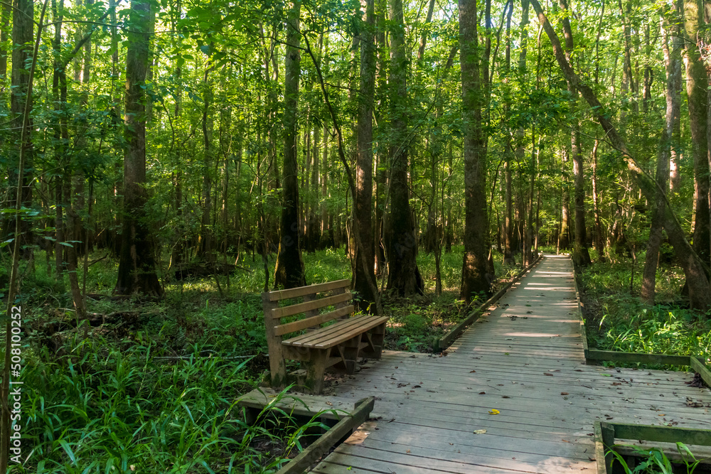 old growth bottomland hardwood forest in Congaree National park in ...