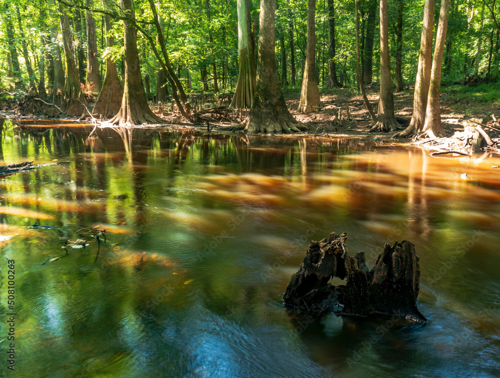 old growth bottomland hardwood forest in Congaree National park in ...