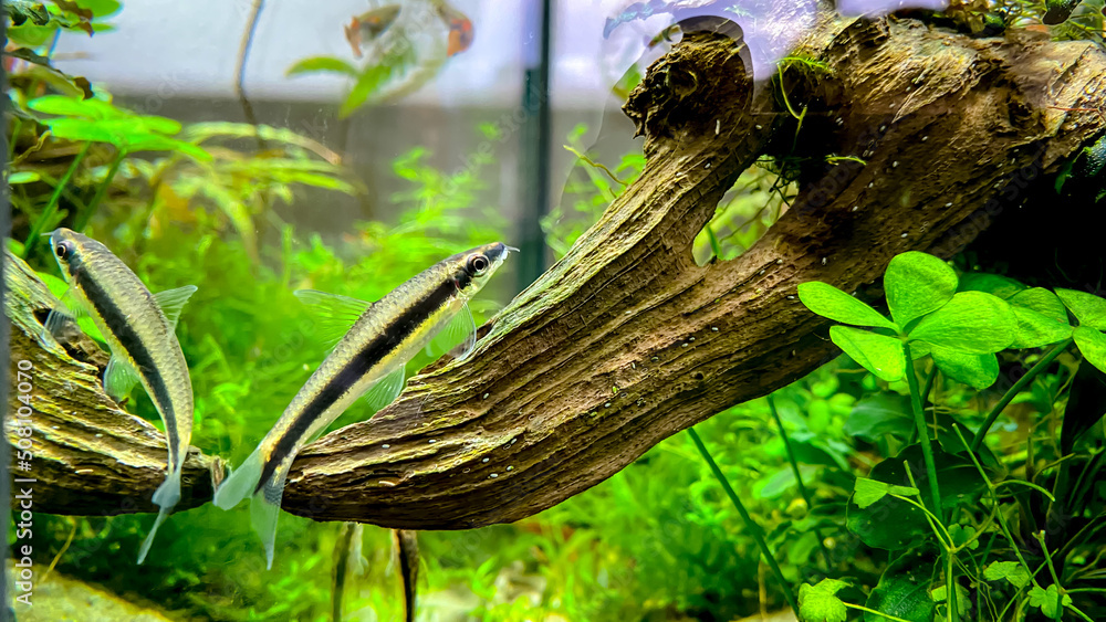 Siamese Algae-eater (Crossocheilus siamensis) and Dwarf oto (Otocintus ...