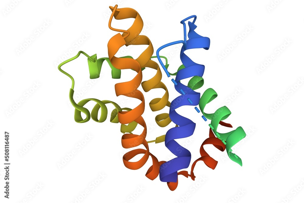 Structure of human apoptosis regulator Bcl-XL. 3D cartoon model ...