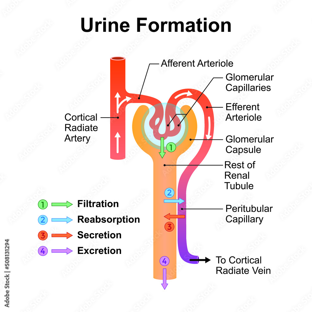 Vettoriale Stock Scientific Designing Of Urine Formation Glomerular vettoriale-stock-scientific-designing-of-urine-formation-glomerular