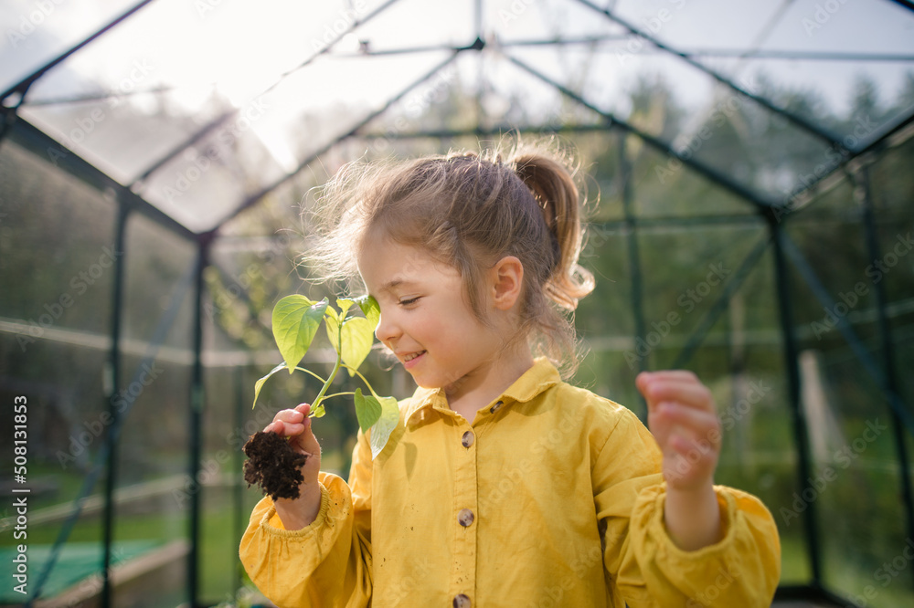 Little girl smelling pepper plant, when transplanting it in eco ...