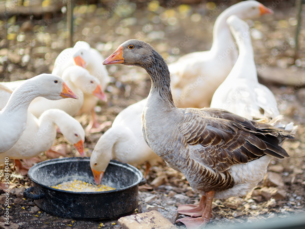 Feeding geese from bio organic food in the farm chicken coop. Floor ...