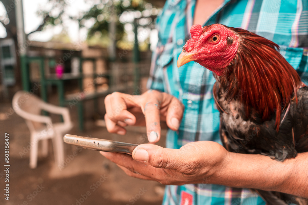 Fighting rooster breeder holding an animal on his arm as he checks his ...