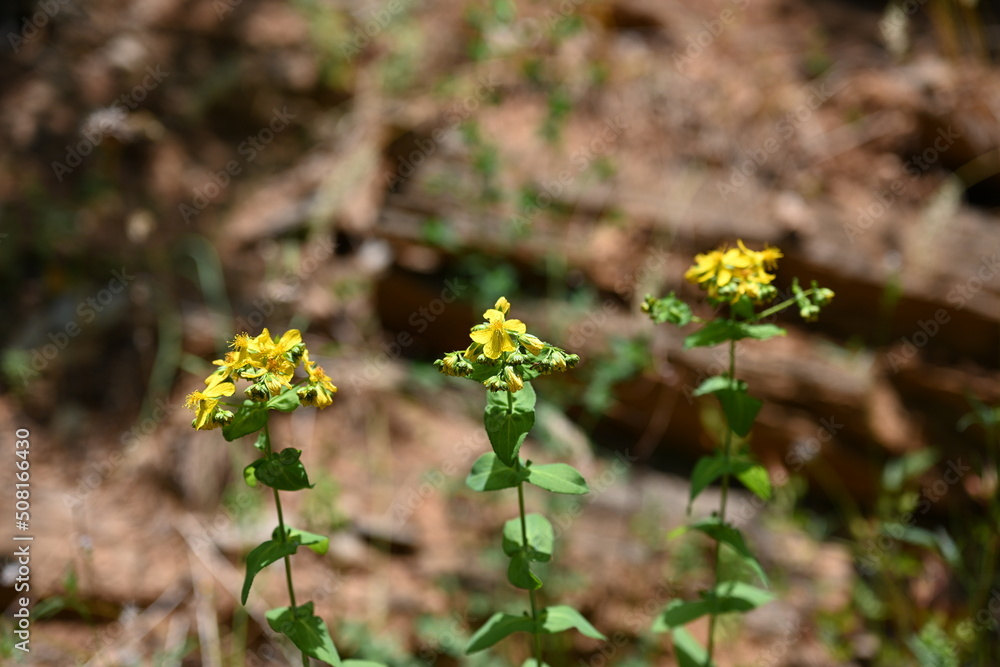 Hypericum perforatum, known as St. John's wort, is a flowering plant in ...