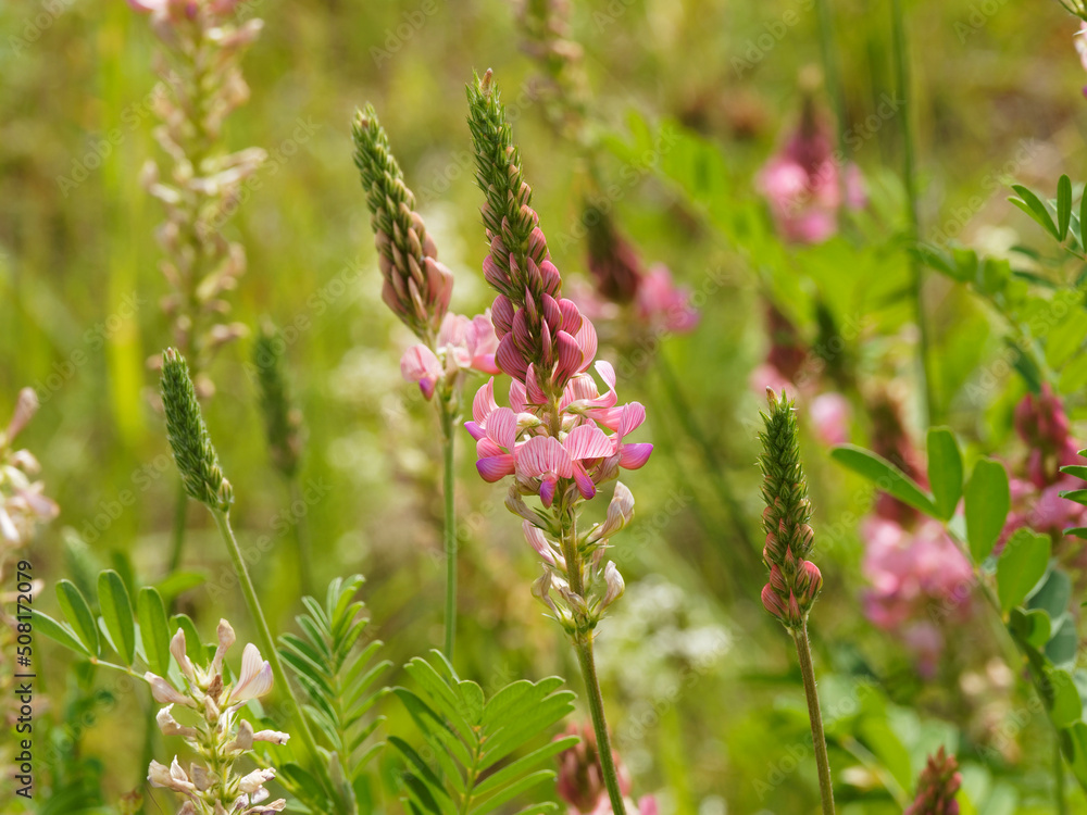 Onobrychis viciifolia | Onobrychis sativa or common sainfoin cultivated ...