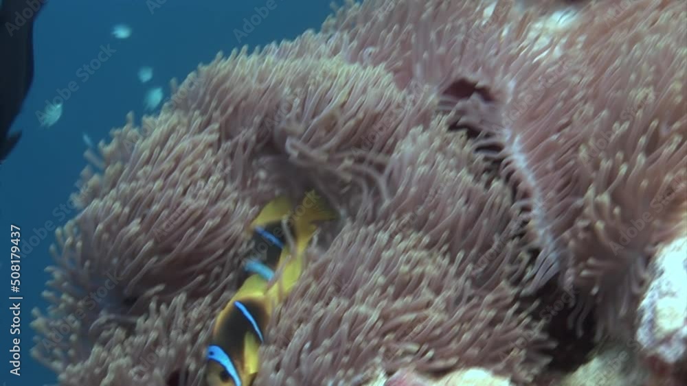 School of colorful coral fish on the blue background of the sea under ...