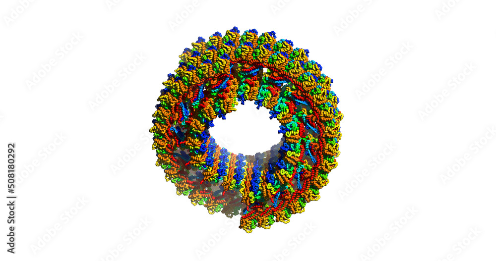 Kinesin in complex with curved tubulin and a microtubule, molecular ...