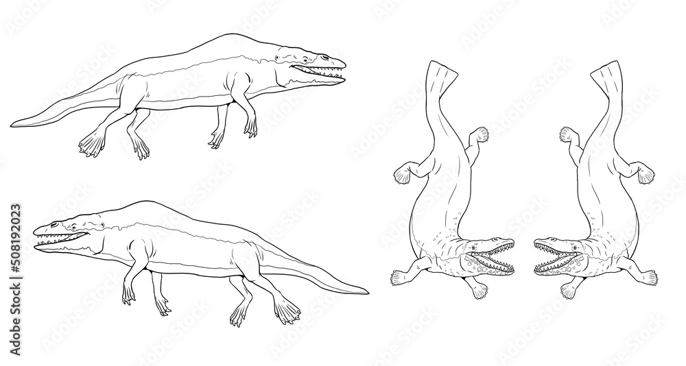 Prehistoric extinct genus of ancient whale - rodhocetus and ...