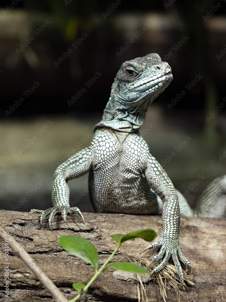 Hydrosaurus Amboinensis