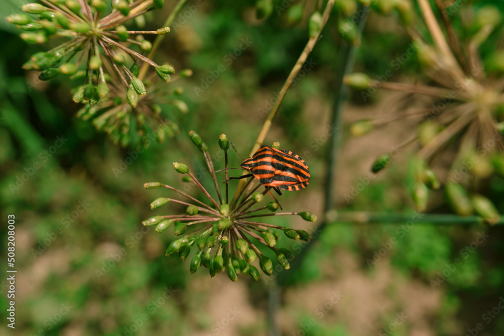 Close Up of linen skin stink bug on the green leaf, The brown ...