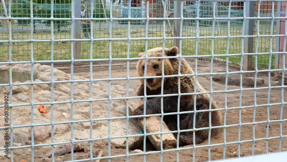 The brown playful bear sits behind fence in zoo reserve. Zoo park. Lazy ...